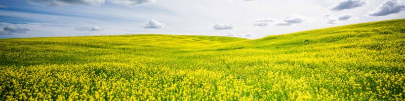 Openness: Definition & Benefits - Choosing Therapy