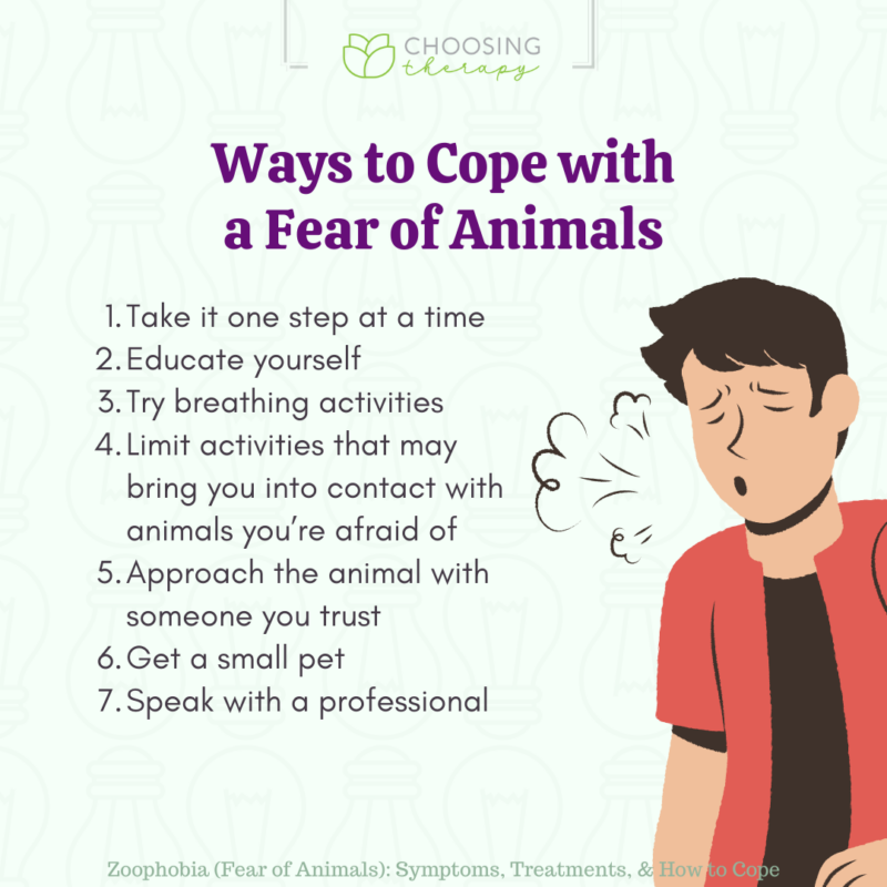 How to Overcome the Fear of Animals