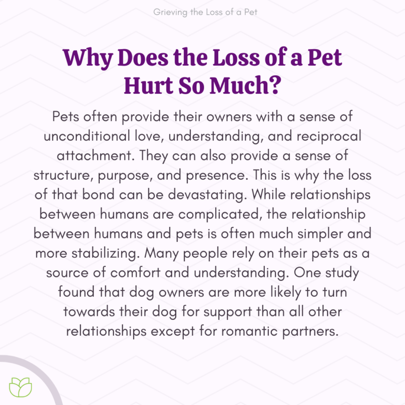 Grieving the Loss of a Pet: 10 Ways to Cope